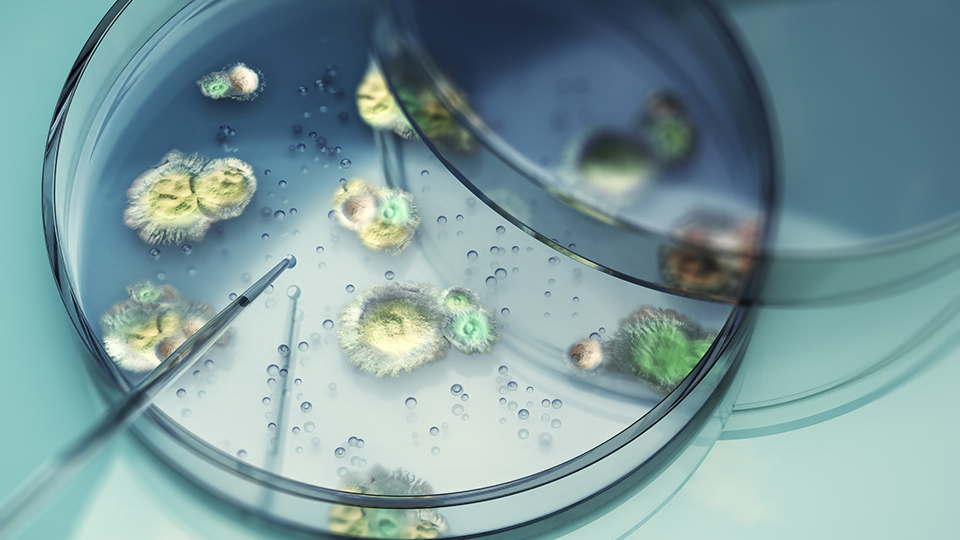 Keratitis outbreak linked to environmental mould at New York eye clinic