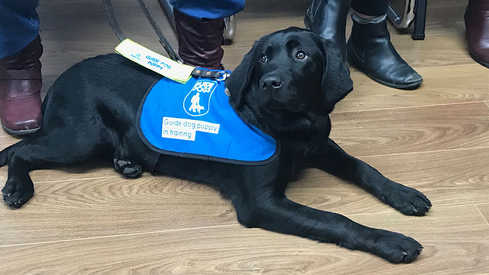 Best friend for Guide Dogs