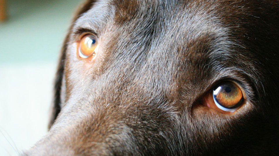 Scientists explain why puppy dog eyes are irresistible
